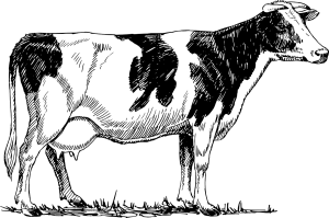 The Wit and Wisdom of Mrs Finnegan, the 1830s housekeeper extraordinaire | BRIDGET WHELAN writer